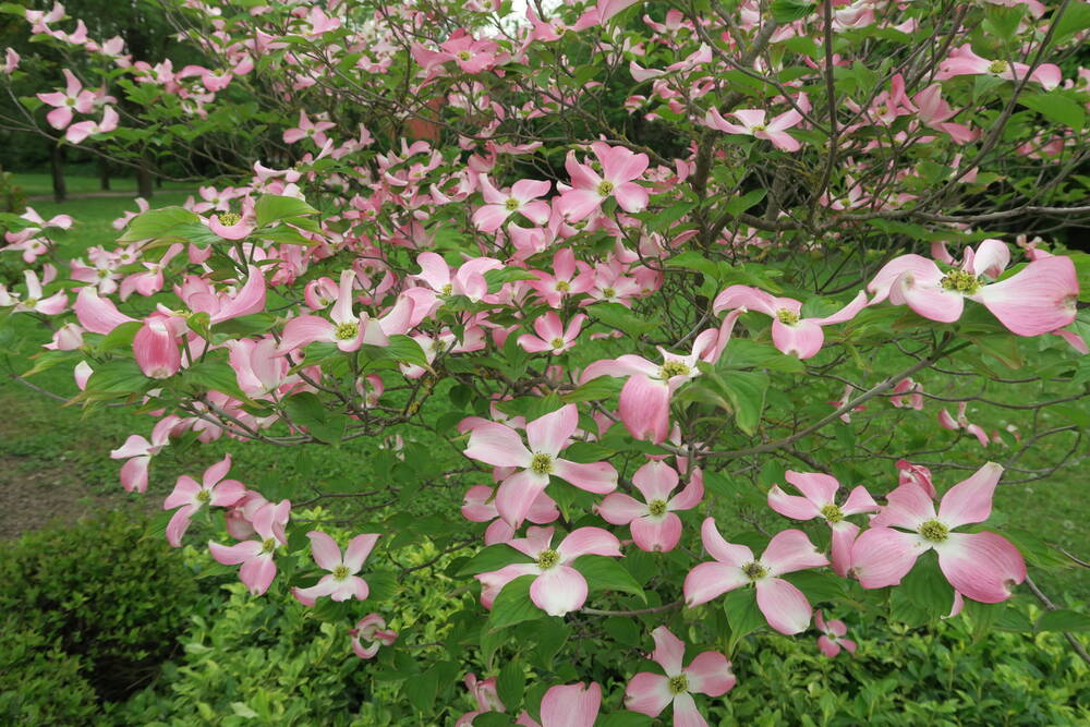 Lo spettacolo della natura a Piadena-Drizzona. E la rosa senza spine ...